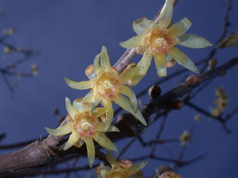 Chimonanthus Praecox Calycanthaceae Image At