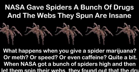 NASA Gave Spiders A Bunch Of Drugs And The Webs They Spun Are Amazing