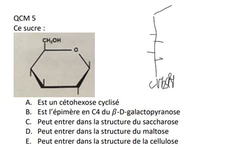 Les Glucides Ue Biochimie Tutorat Associatif Toulousain