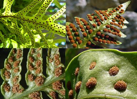 Botanica Bryophytes And Pteridophytes