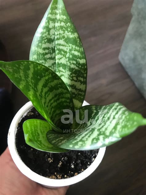 Сансевиерия — купить в Красноярске Горшечные растения и комнатные цветы на интернет аукционе