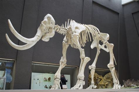 Mammut Dna In Billigschmuck Gefunden Bauernzeitungch Bauernzeitung