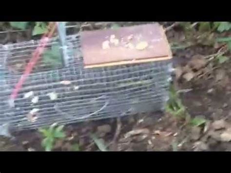 Homemade Bird Trap YouTube