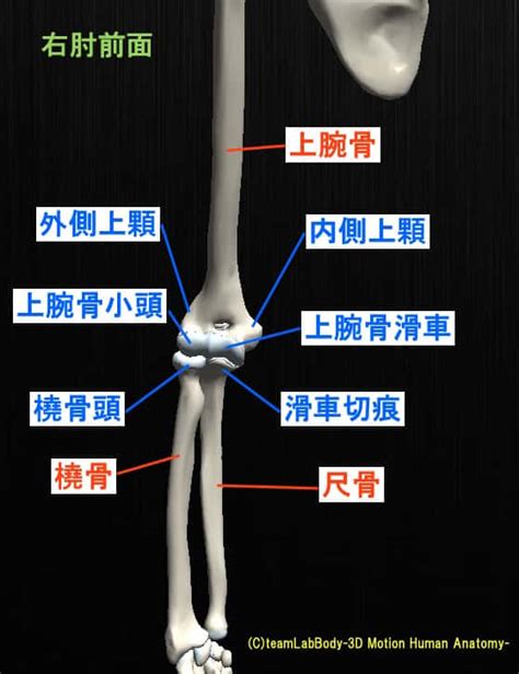 肘関節の解剖や筋肉・靱帯をイラストでわかりやすく解説！関節の動き屈曲、伸展、回内、回外、関節可動域もご紹介！ 一寸先は痛み！理学療法士