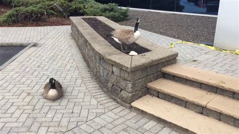 Awe Inspiring Examples Of Info About How To Build A Goose Nest Fallessay