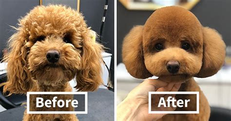 What Happens When A Dog Gets Groomed
