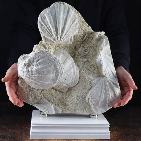 Lastra Con Pecten Fossili