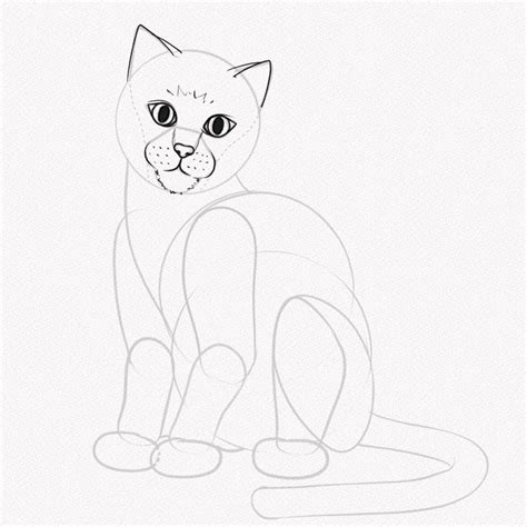 Como Dibujar Un Gato Realista Paso A Paso Bilarasa