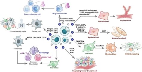 The Role Of Exosomal Proteins In Cancer Biology Exosomal Proteins Play