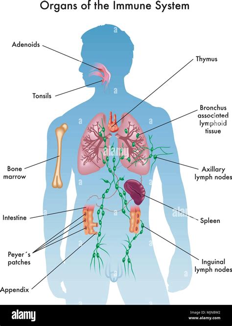 Organs Of Immune System Diagram Immune Cells System Helper C