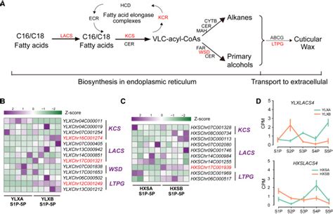 Haplotype Resolved T2t Genome Assemblies And Pangenome Graph Of Pear