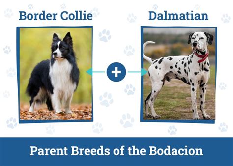 Bodacion Border Collie And Dalmatian Mix Info Pictures Care And Traits