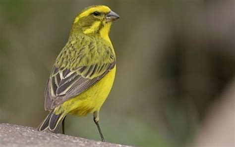 Perkiraan Harga Burung Kenari Lengkap Februari 2026 Hobi Burung