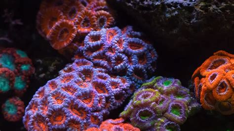 Work Of Art Rare Pristine Coral Reef Discovered In Tahiti Buzz