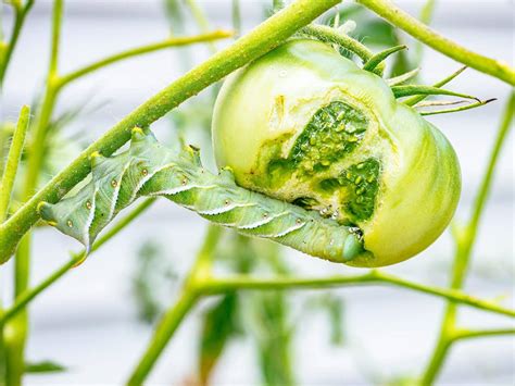 4 Natural Ways To Get Rid Of Tomato Hornworms For Good Garden Betty