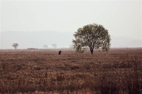 Field Tree Fog Free Photo On Pixabay