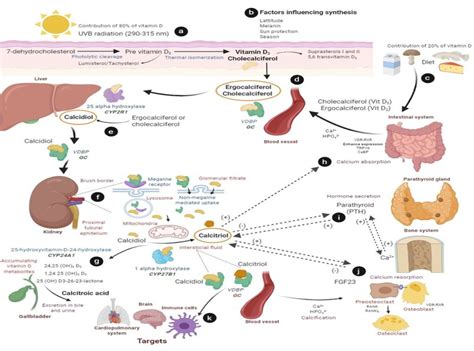 Metabolism Of Vitamin D A Endogenous Synthesis Vitamin D Is 80
