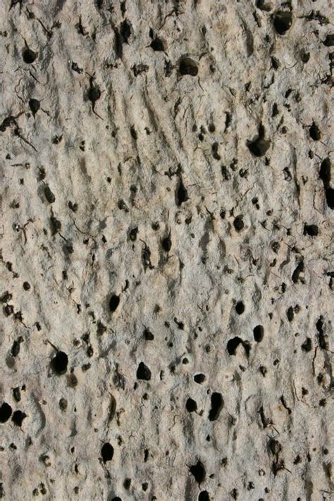 Seasoned Cork Pores Stock Image Image Of Crack Grain 179563075
