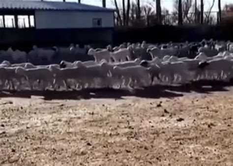 ¿señal Del Apocalipsis Aterradoras Ovejas Dan Vuelta En Círculos Como