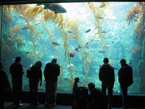 Birch Aquarium Wikipedia