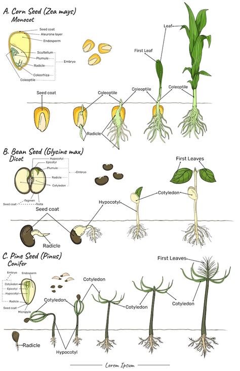 Premium Vector Zea Mays Glycine Max And Pinus Monocot Dicot And