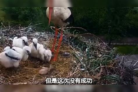 狠心的鸟妈妈孩子生病就直接抛弃小东西太可怜 妈妈 孩子