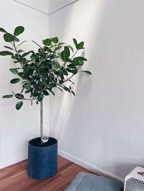 Ficus Audrey Tree Ficus Plants Tree