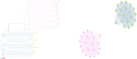 Phylogeny And Associated Weighted Network Graph For A Simulated