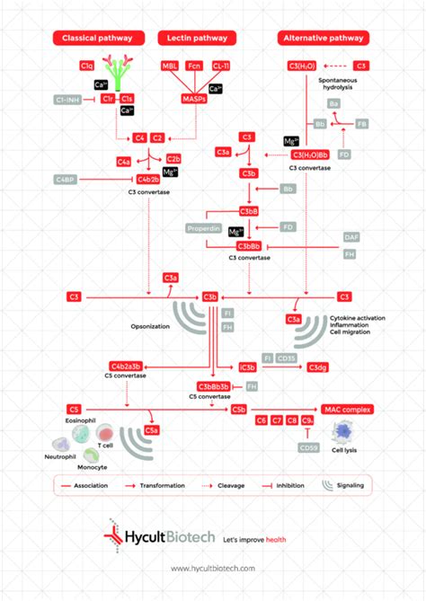 Tools For Complement Research Hycult Biotech