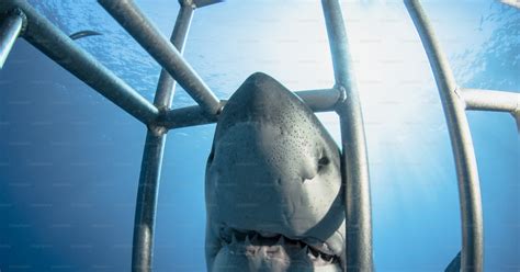 멕시코 과달루페 섬의 백상아리 사진 Unsplash의 물고기 이미지