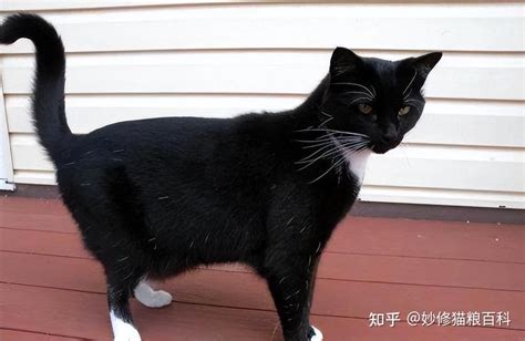 一只猫有这6种特征，说明你家要“走好运”了，别错过了 知乎