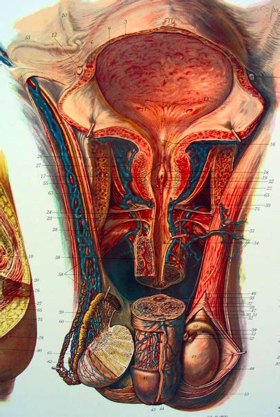Bladder And Chart Diagram Quizlet
