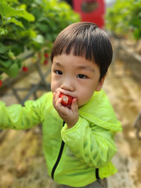 딸기밭 체험 영아반 향기나무 어린이집 갤러리 온양온천감리교회