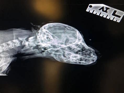 La Maravillosa Historia Del Perro Que Nació Con Una Cola En La Frente