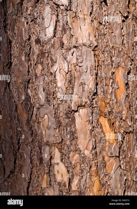 Pine Tree Texture As Background Stock Photo Alamy