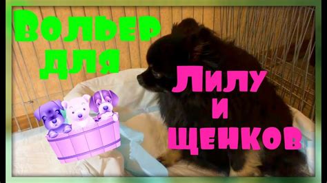 Вольер для щенков. - YouTube