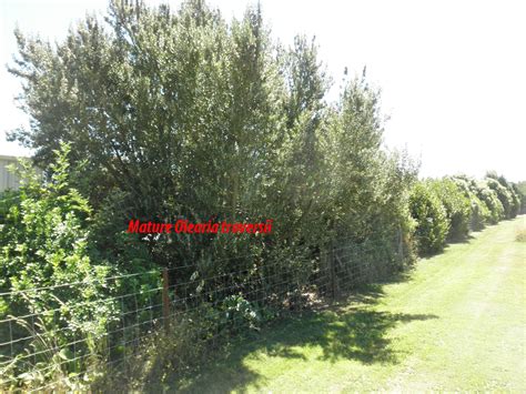 Olearia Traversii X 10 Orari Nursery Online