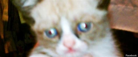 Grumpy Cat Kitten Photos Revealed Photos Huffpost