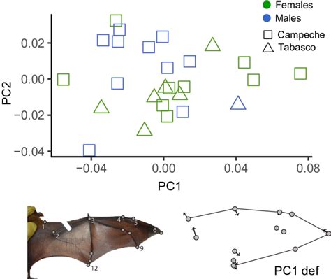 Morphospace Of The First Two Principal Components Of Wing Shape In N