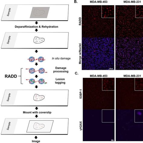 Restriction Enzyme Recognition Sites Download Scientific Diagram
