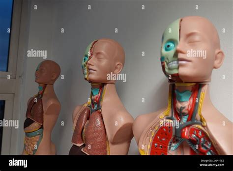 Closeup Of Educational Plastic Anatomical Model With Removable Bodies