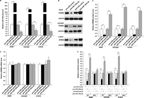 Direct Post Transcriptional Regulation Of Erbb4 Expression By