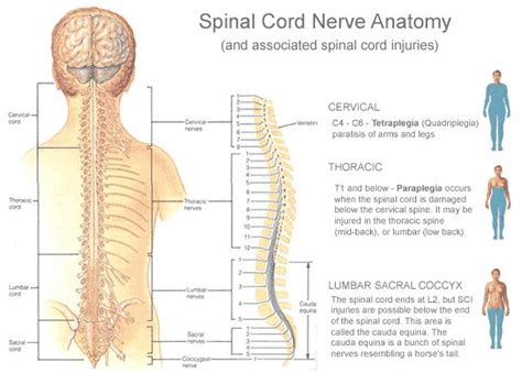 100 Ideas To Try About Topics Spinal Cord Injuries Wheelchairs