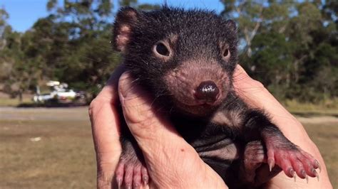Tasmanian Devil Cute