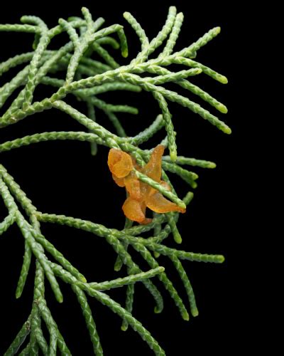 Gymnosporangium Asiaticum