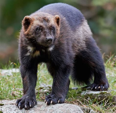 Were Do Wolverines Live