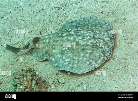 Leopard Torpedo Torpedo Panthera Red Sea Dahab Janub Sina Egypt