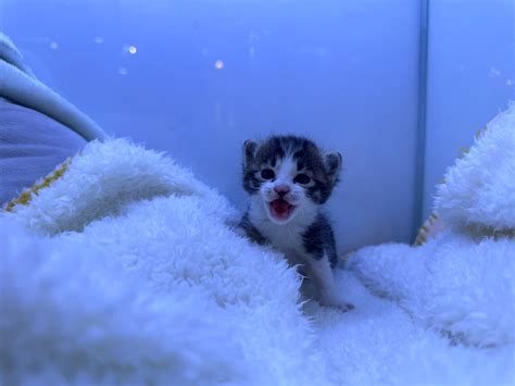 코리안숏헤어 금찌 화이트유기묘분양사이트 실버포메라니안분양 실버말티푸분양 실버푸들분양 실버먼치킨분양 실버랙돌분양 실버브리티쉬숏헤어분양 실버스코티쉬폴드분양 실버러시안블루분양