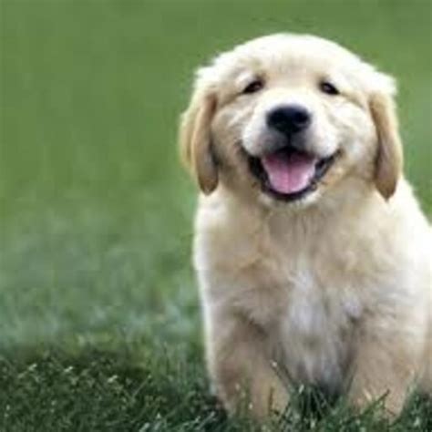 Celia Duff University Of Bristol Bristol Ub School Of Biological Sciences Research Profile