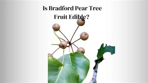 Bradford Pear Tree Fruit Edible 3 Effects Risks And Precautions